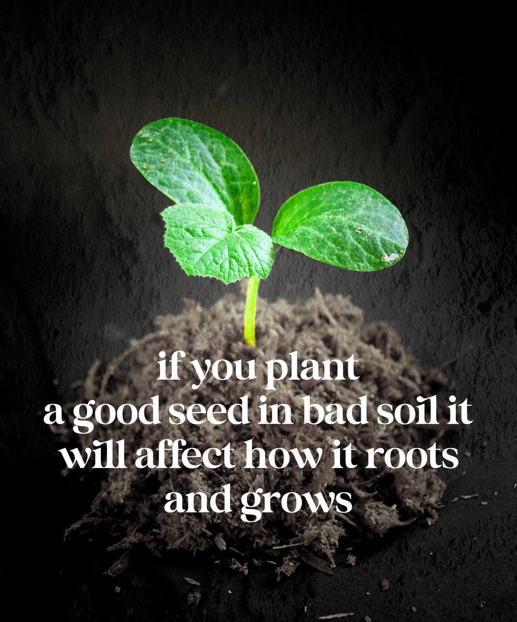 If You Plant A Good Seed In Bad Soil It Will Affect How It Grows and Roots