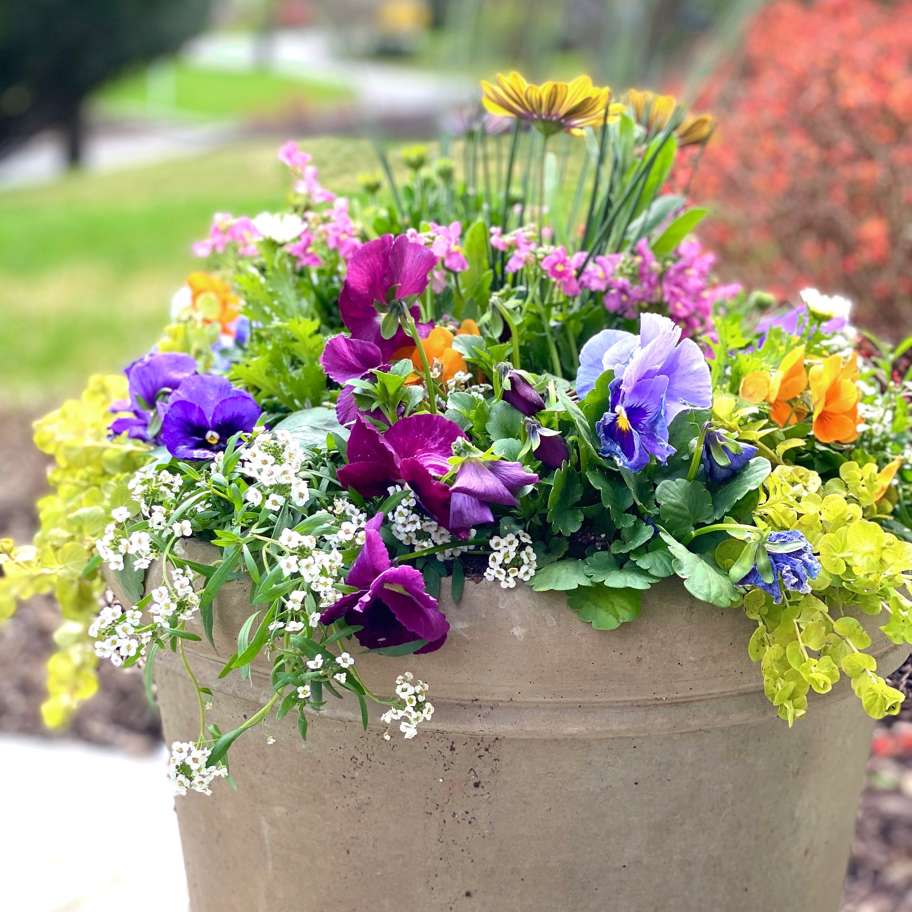 Designing Early Spring Containers - by Laura Janney