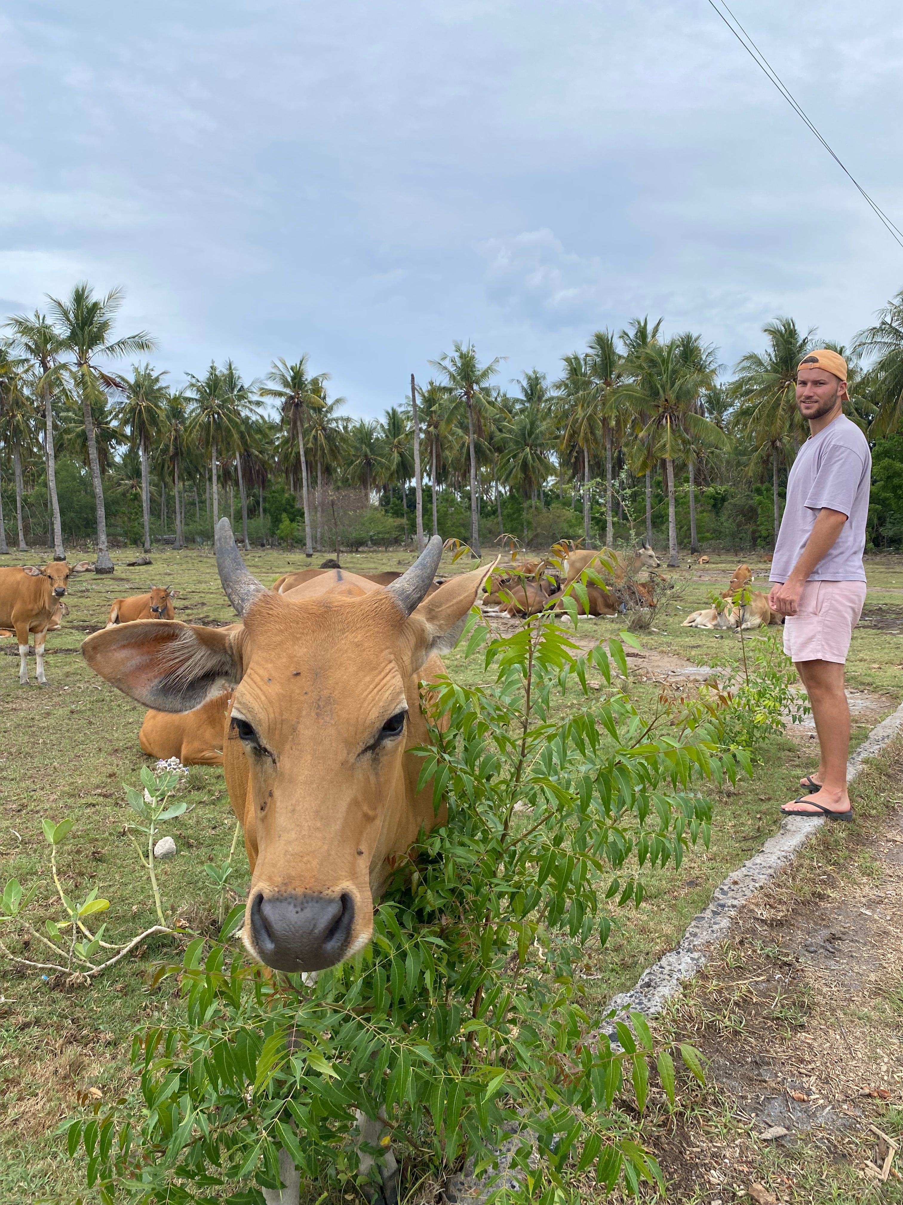 Gili T - The Cameron Hogan Letter