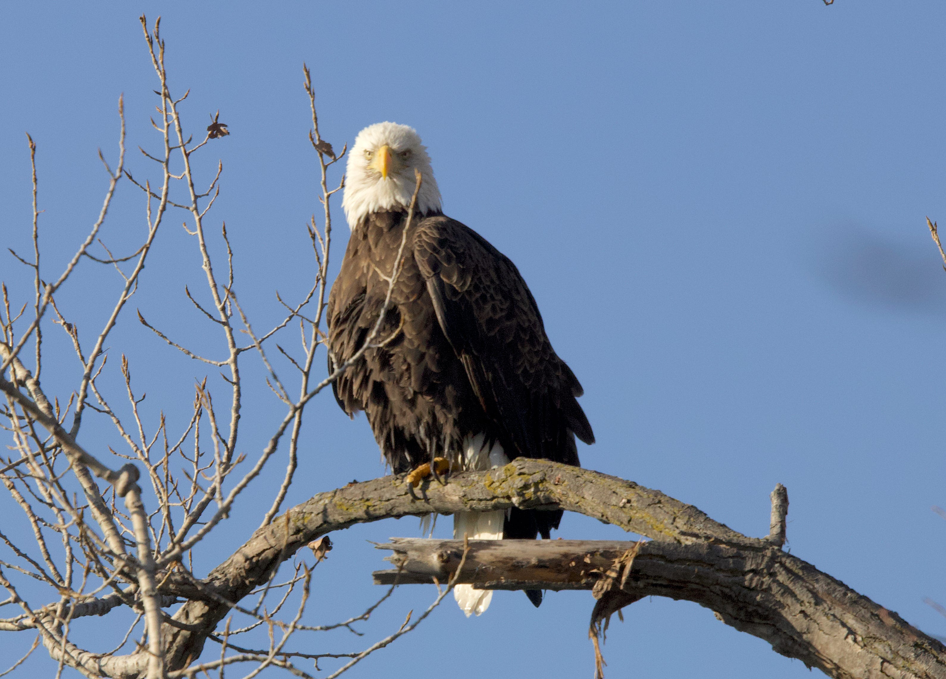 Seven show-stopping Midwestern bird species - by Bob Dolgan