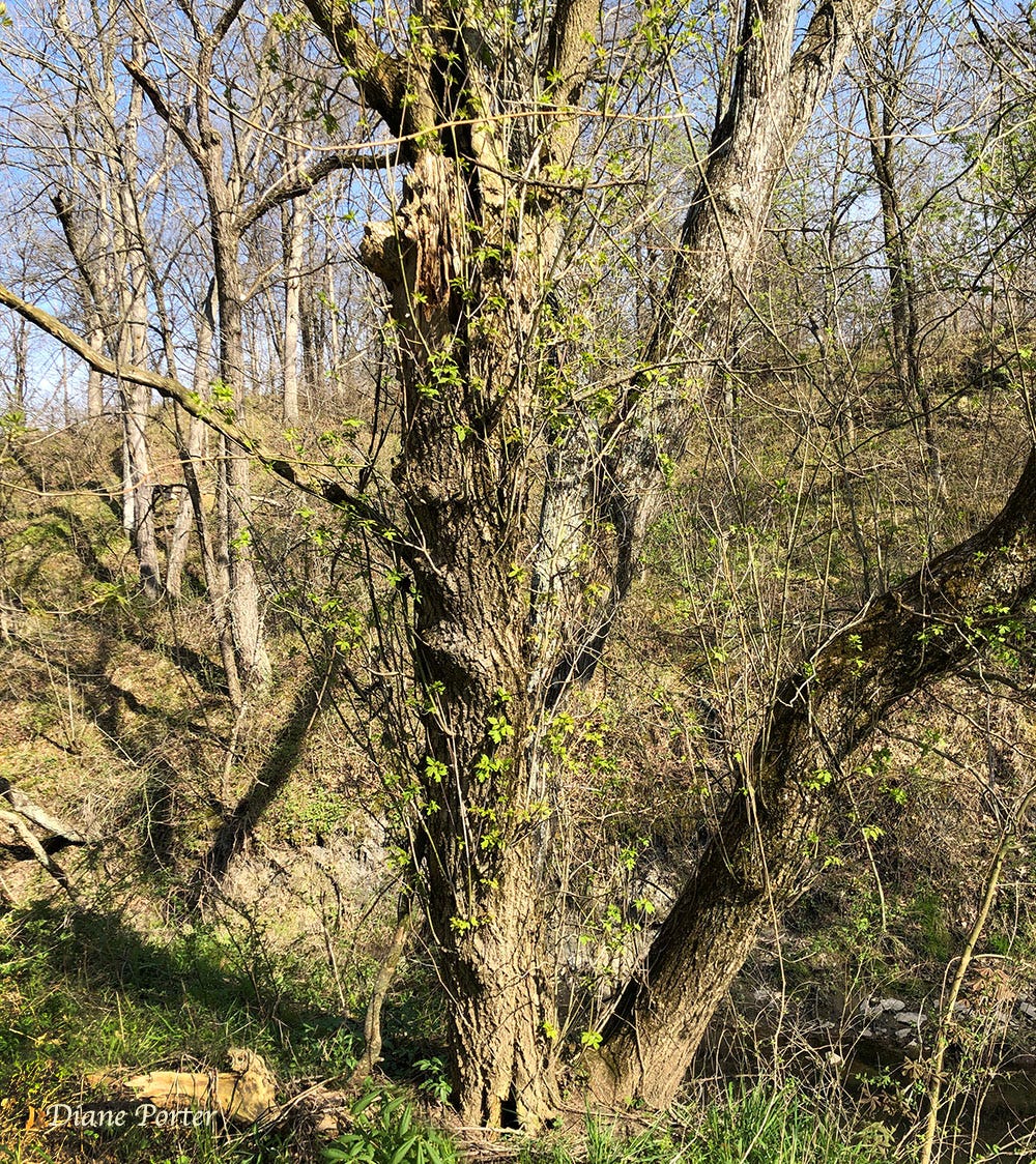 Box Elder Tree Is a Wreck - by Diane Porter - My Gaia