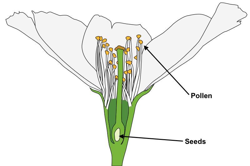Optimizing seed:pollen ratio to spread ideas — EA Forum