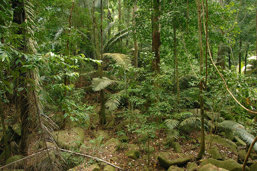 The Rare Nature Of Tropical Rainforests