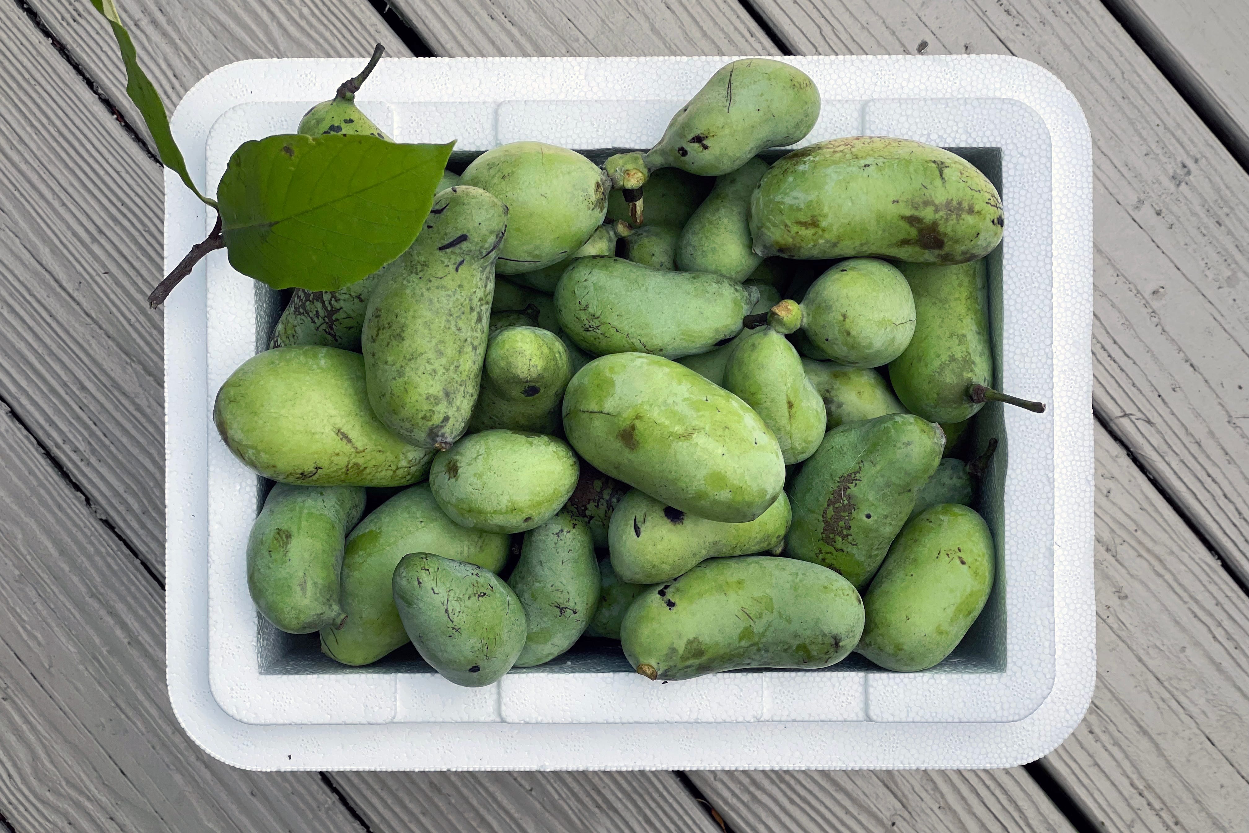 Asimina triloba - by Nicholas Gill - New Worlder