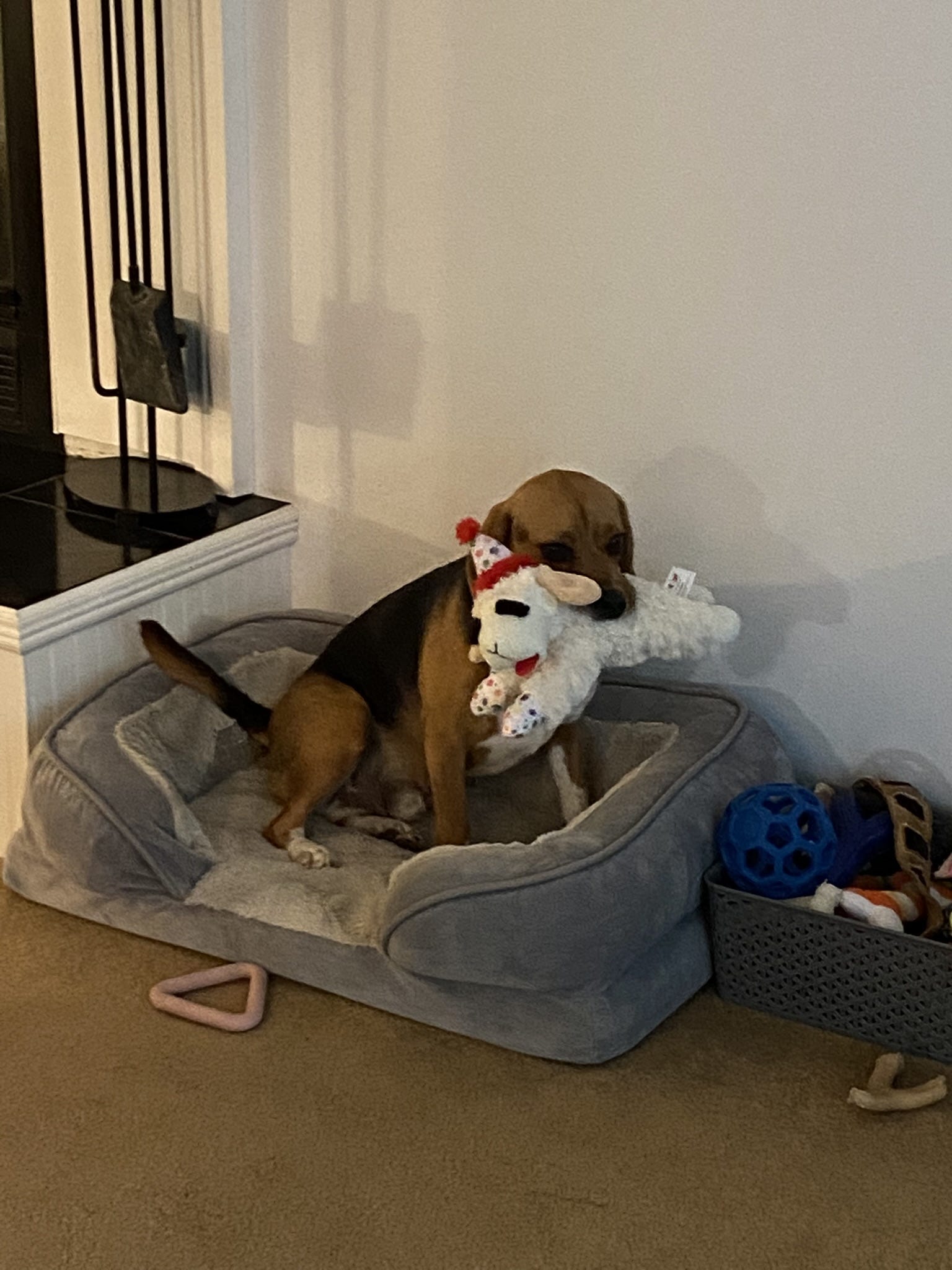 Buy Now, Pay Never - by Jakob Linder - Money Buzz