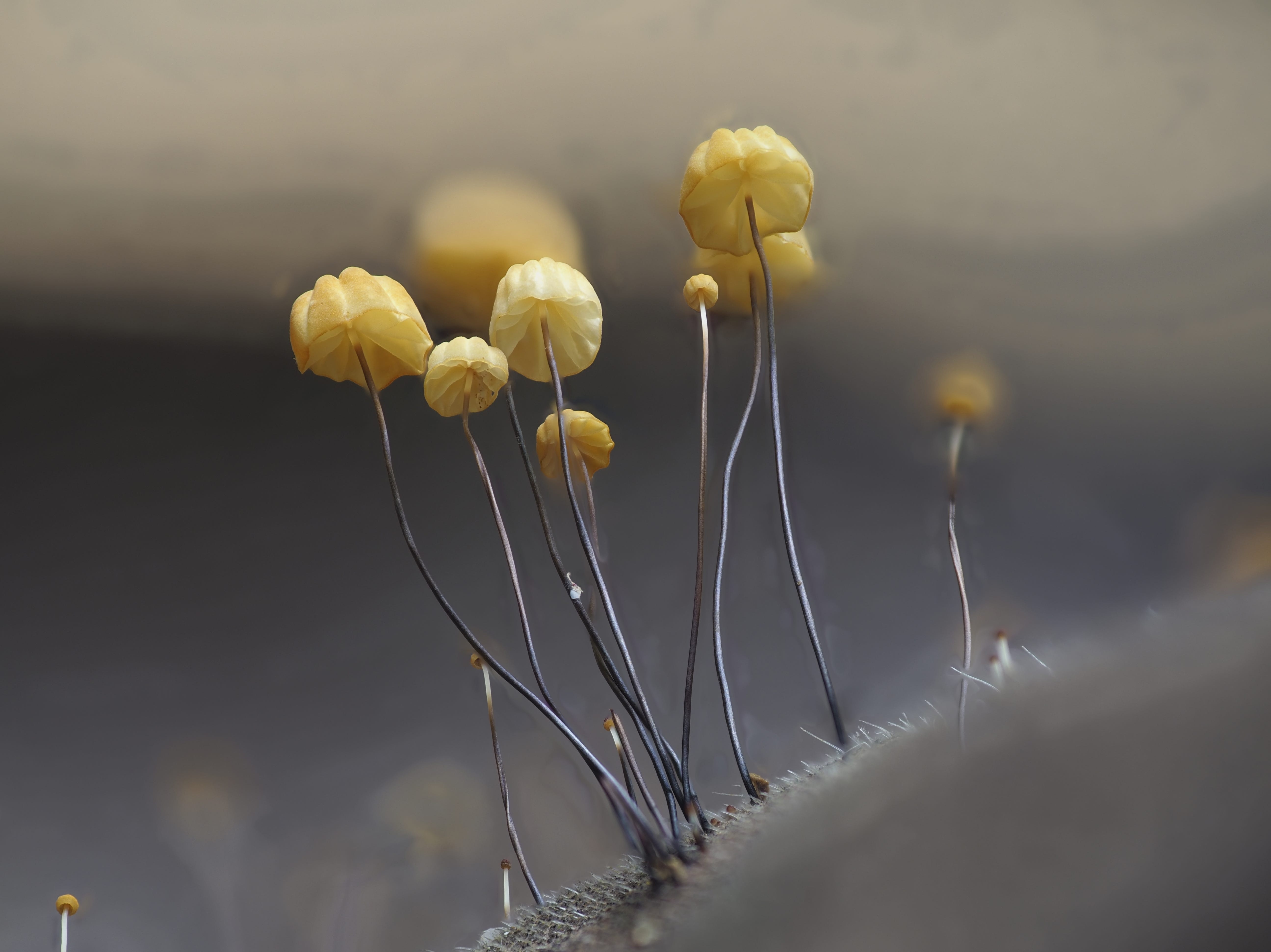 A Luminous Porecap and Other Fungi in Kuala Lumpur