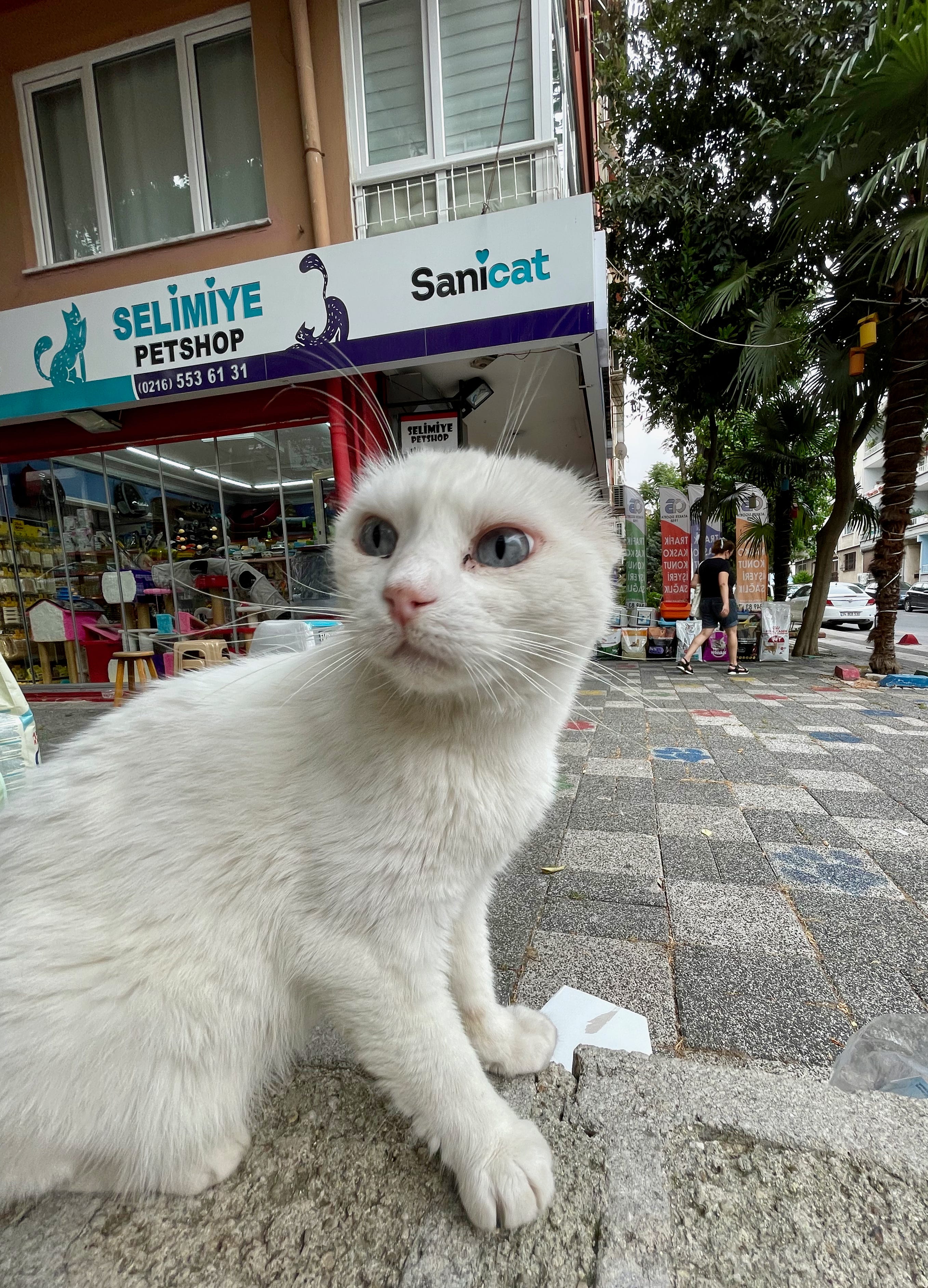 The Cats (and Dogs) of Istanbul