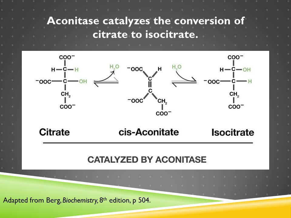 4. Aconitase, ROS, and the Abilities of the Electron Transport Chain