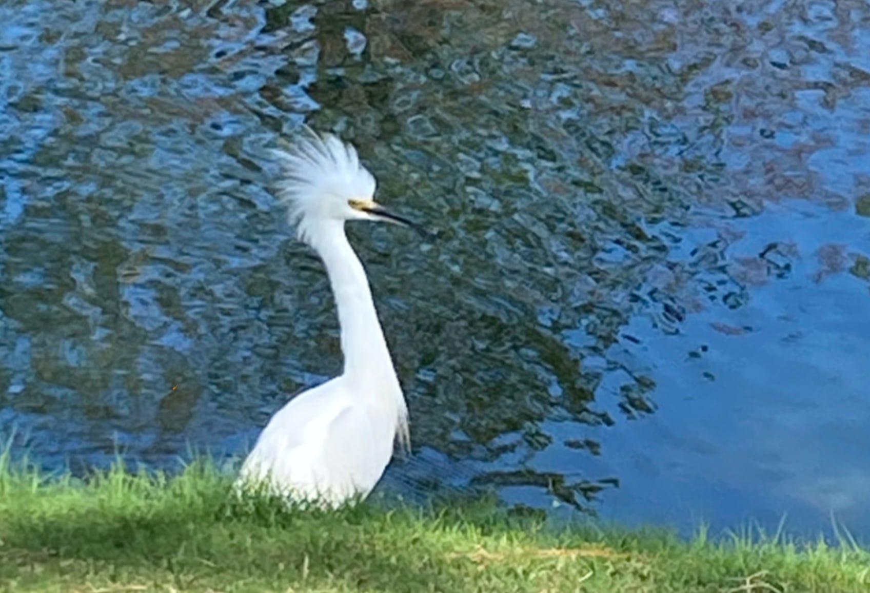 Guffaw | Kyrie Gray | Substack