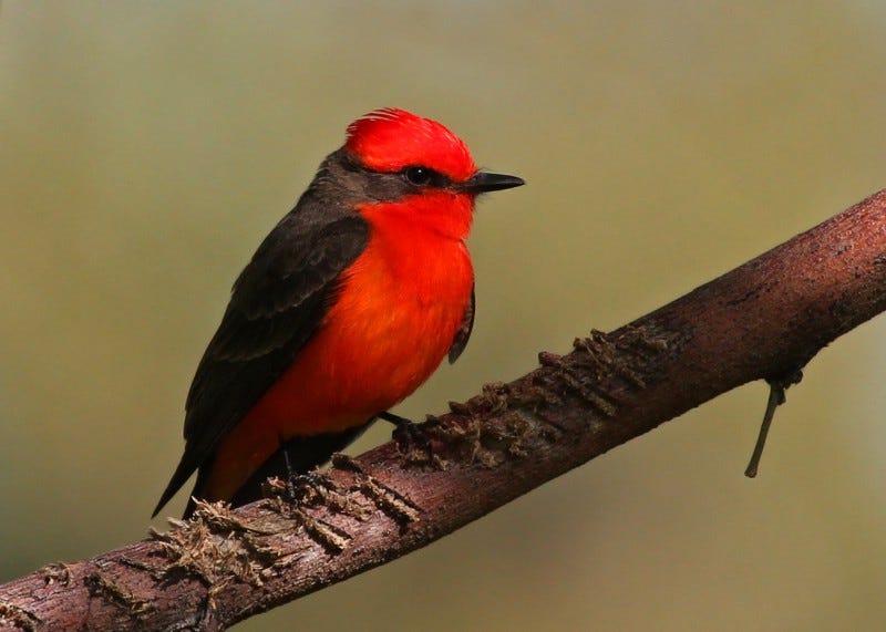 Why Taxonomy Matters - by Nick Minor - Speciose Weekly