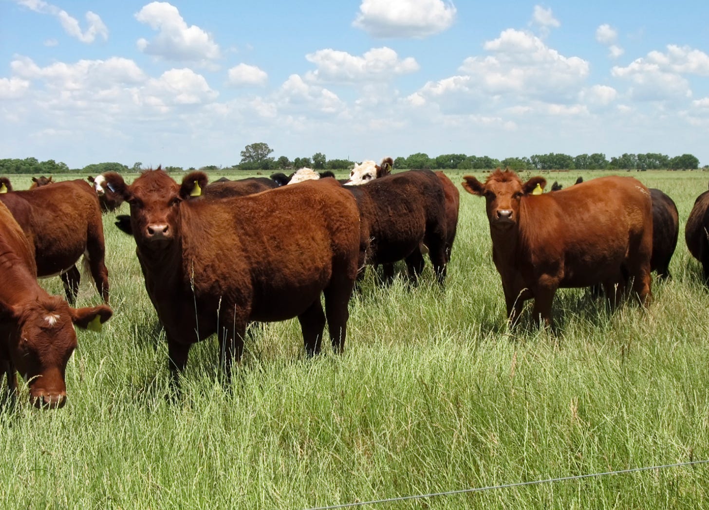 Do we have the land for regenerative grazing?