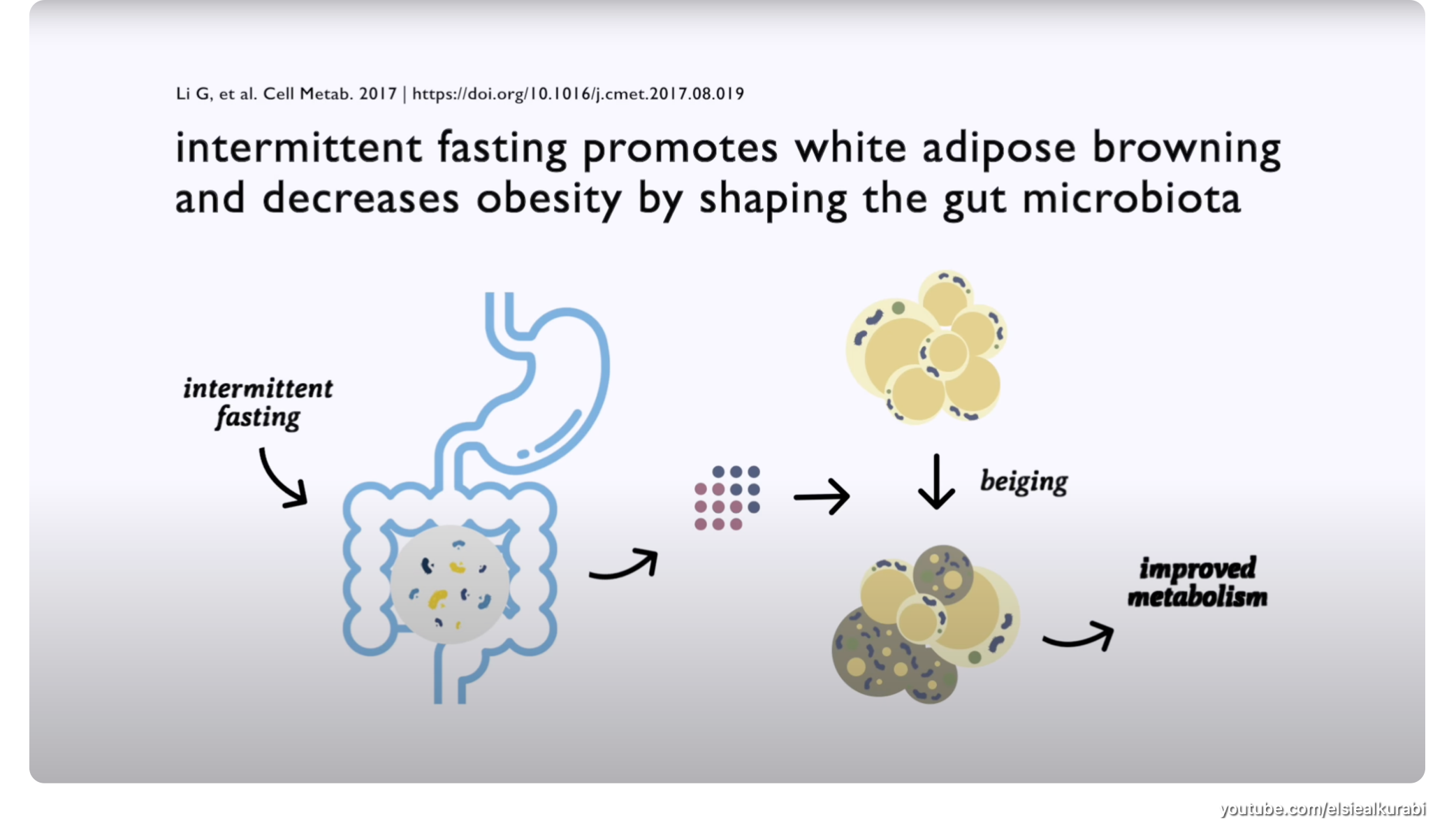 Intermittent Fasting, explained. Dieting, longevity, and rats.
