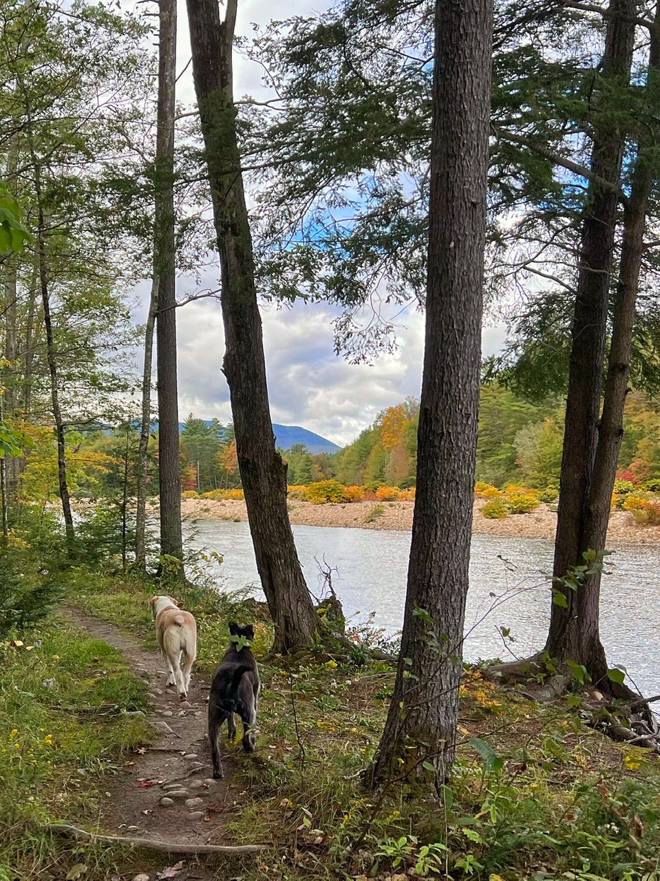 Tom Ryan, Author | Substack