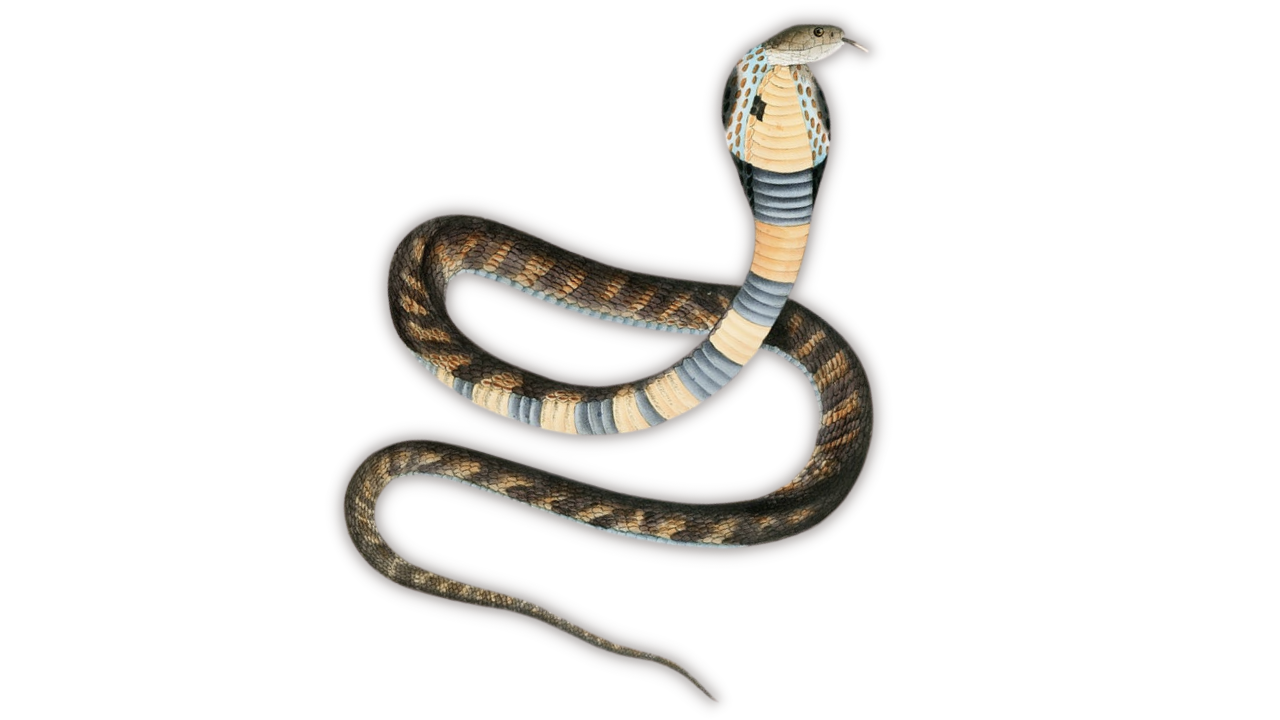 Cobra: The snake, a yoga pose, an effect and symbolism