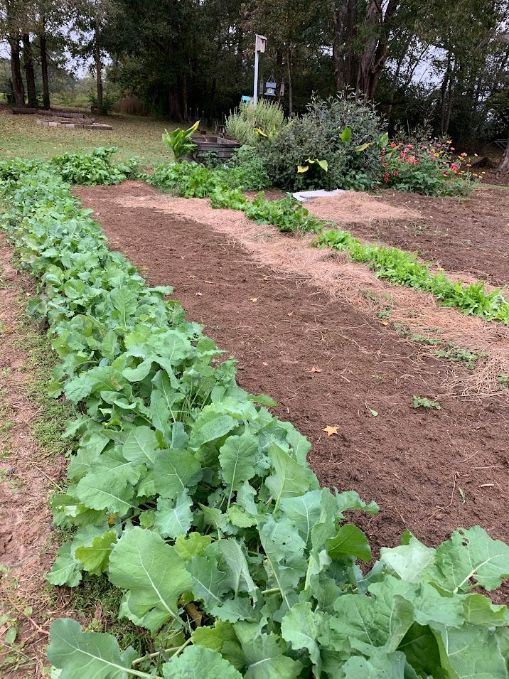 Life of a Homesteader - by Bowtied Farmer