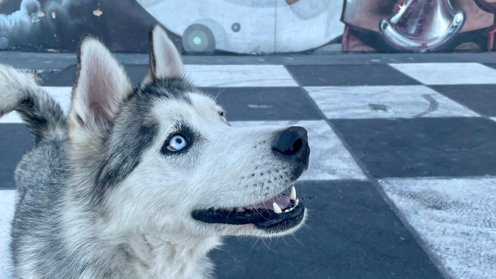 Why Dogs Sniff So Much? 👃 - by Mira Nouaihed - YDogs