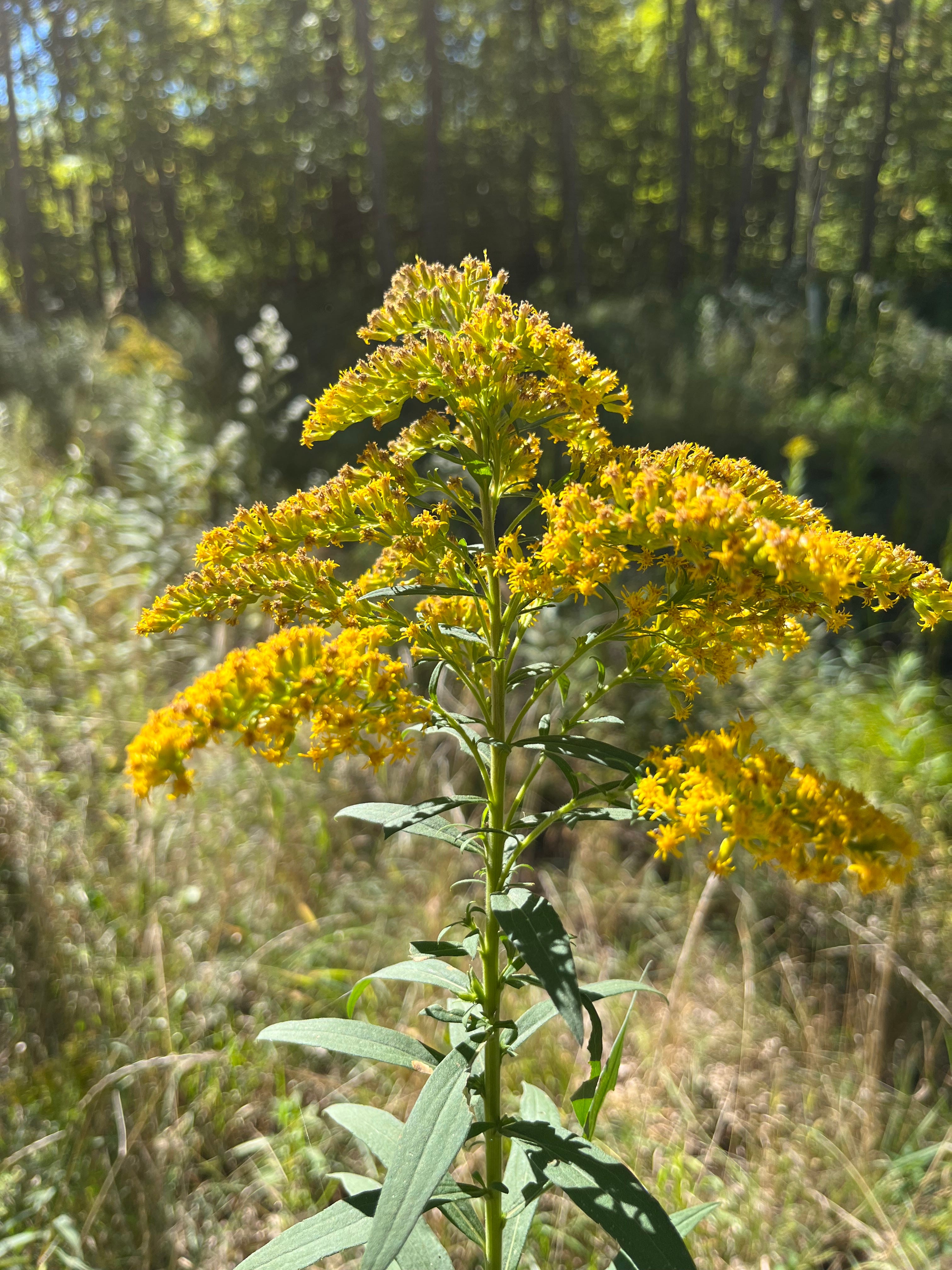 The sweet darkness of a new season – Heidi Barr | Author