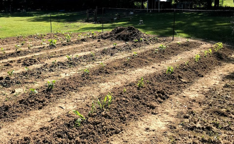 GROW YOUR OWN FOOD GUIDE - 9 - by Bowtied Farmer