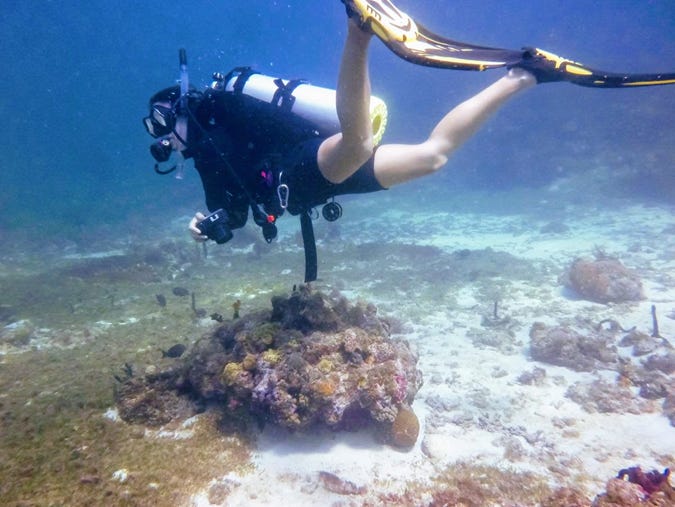 Which BCD? Try a Backplate and Wing! - by Alexandra Ward