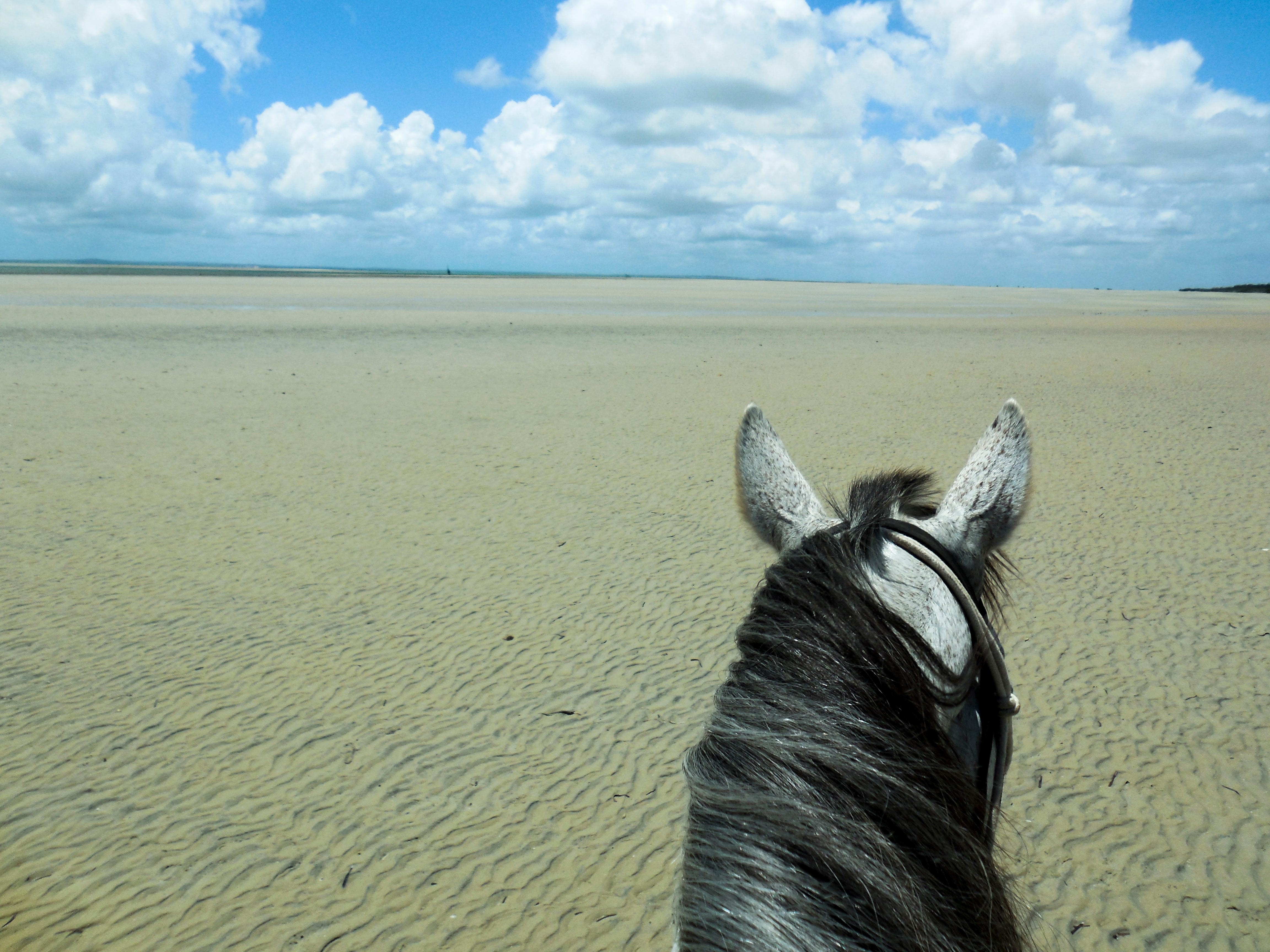 Two Steps Back - by Susannah West Cord - The Equuleus Code