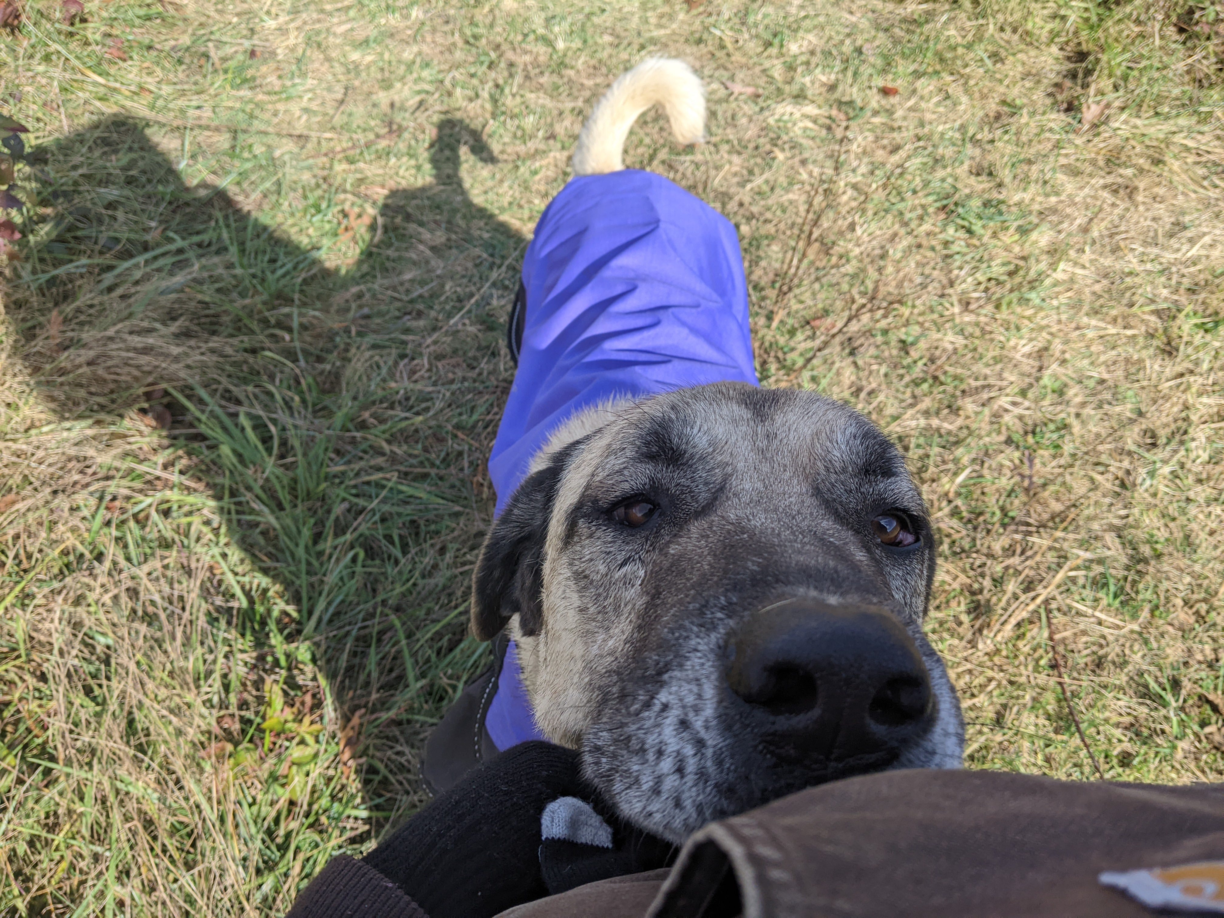 Not To Be Baaah-ssy, But - by AC Shilton