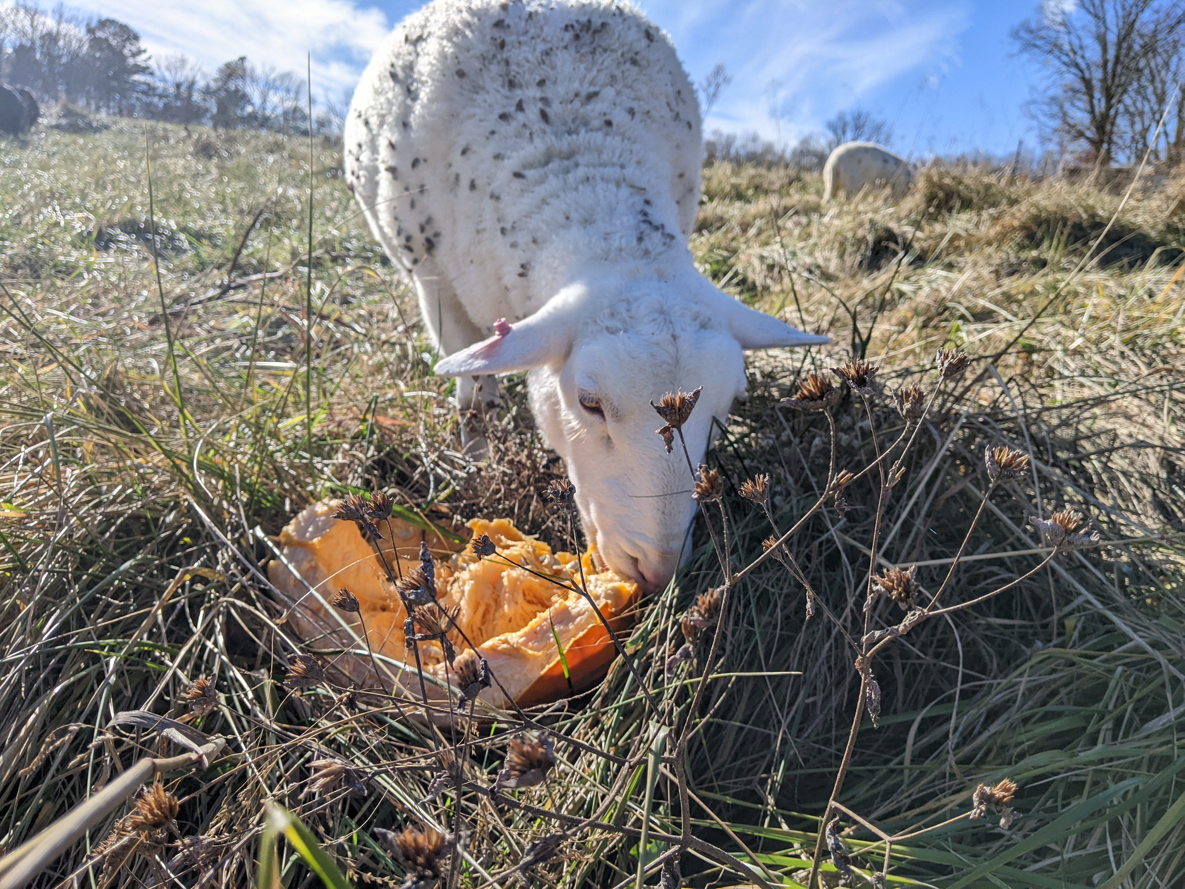 Don't Be Sheepish About Snacks - by AC Shilton