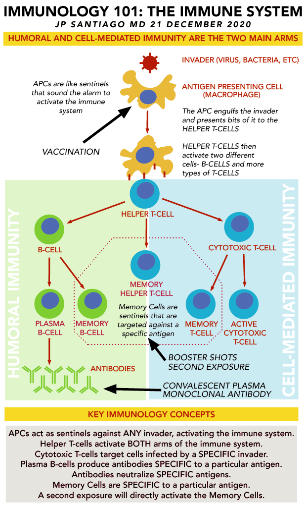 IMMUNOLOGY 101: THE IMMUNE SYSTEM - by JP Santiago MD