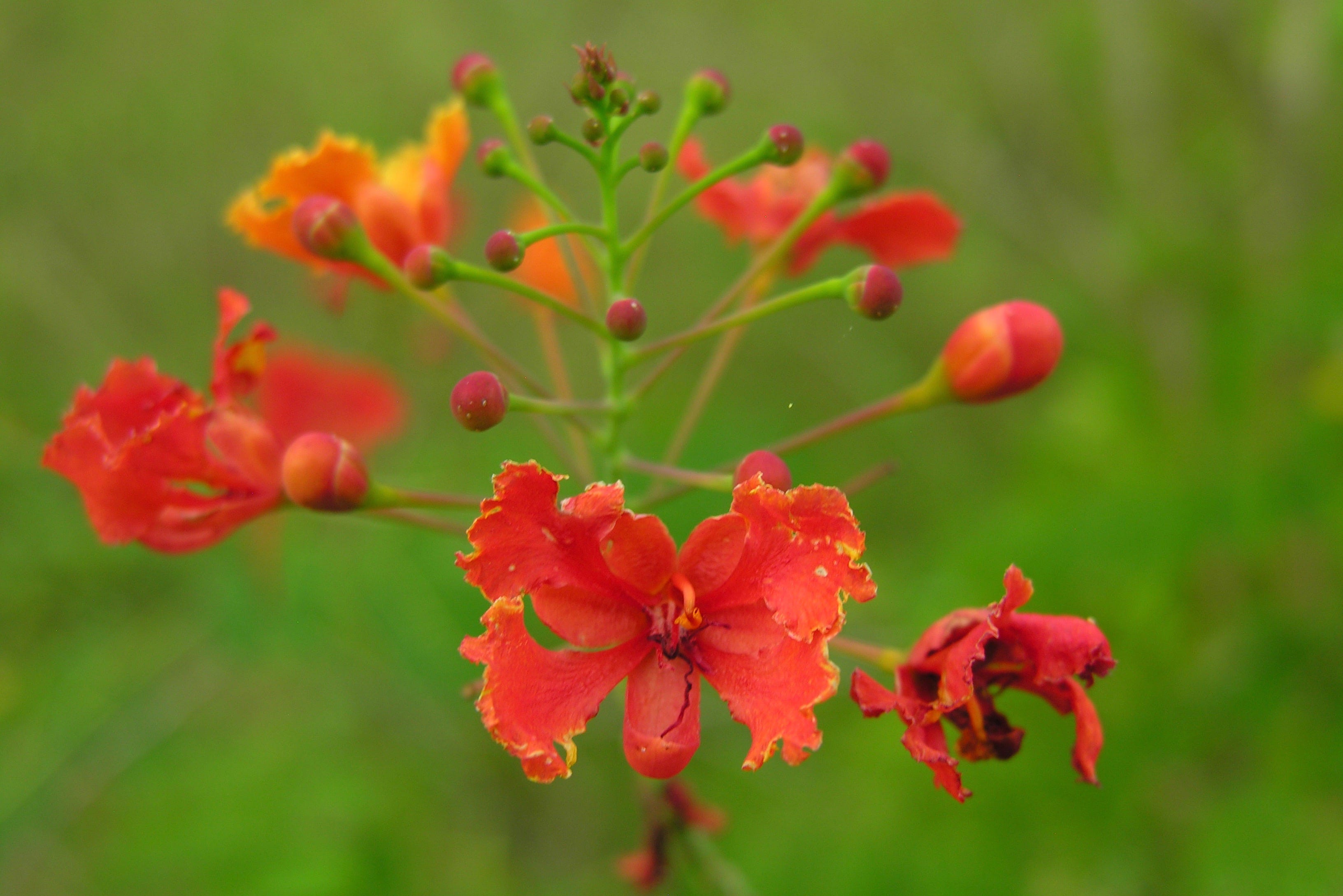 Ko Bulon: Low-level tourism meets graceful island life