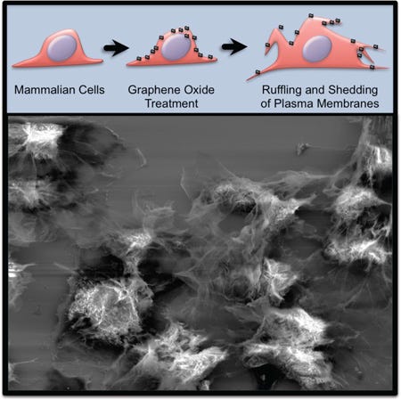 SHEDDING - by OUTRAGED HUMAN - OUTRAGED’s Newsletter