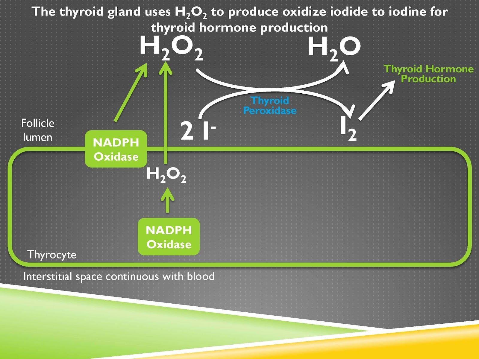 1. Physiological Roles of Oxidants