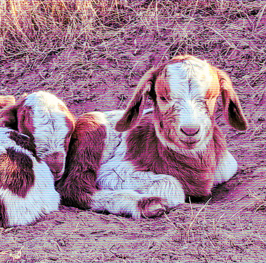 Jesse Dustin | Substack