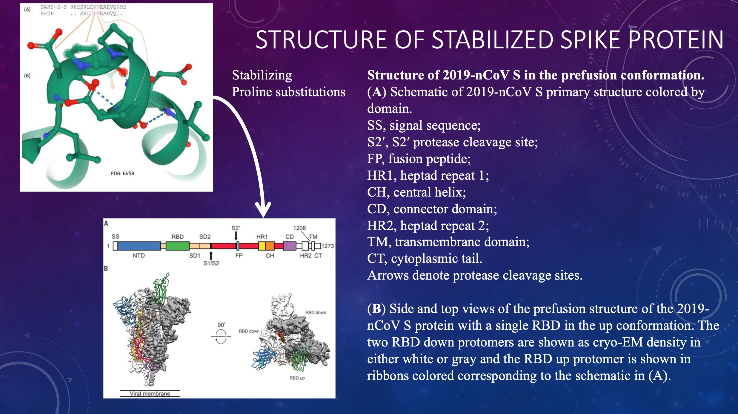 The Truth About COVID Vaccines and Spike Proteins