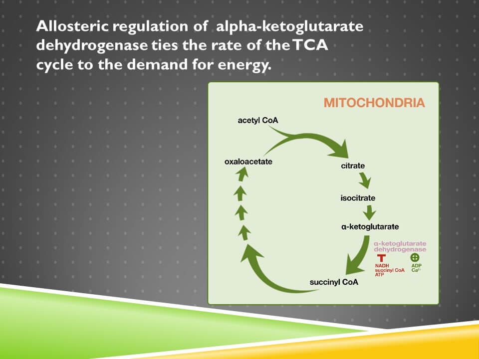 5. Isocitrate & α-Ketoglutarate Dehydrogenases, AMPK, and the Need for ATP