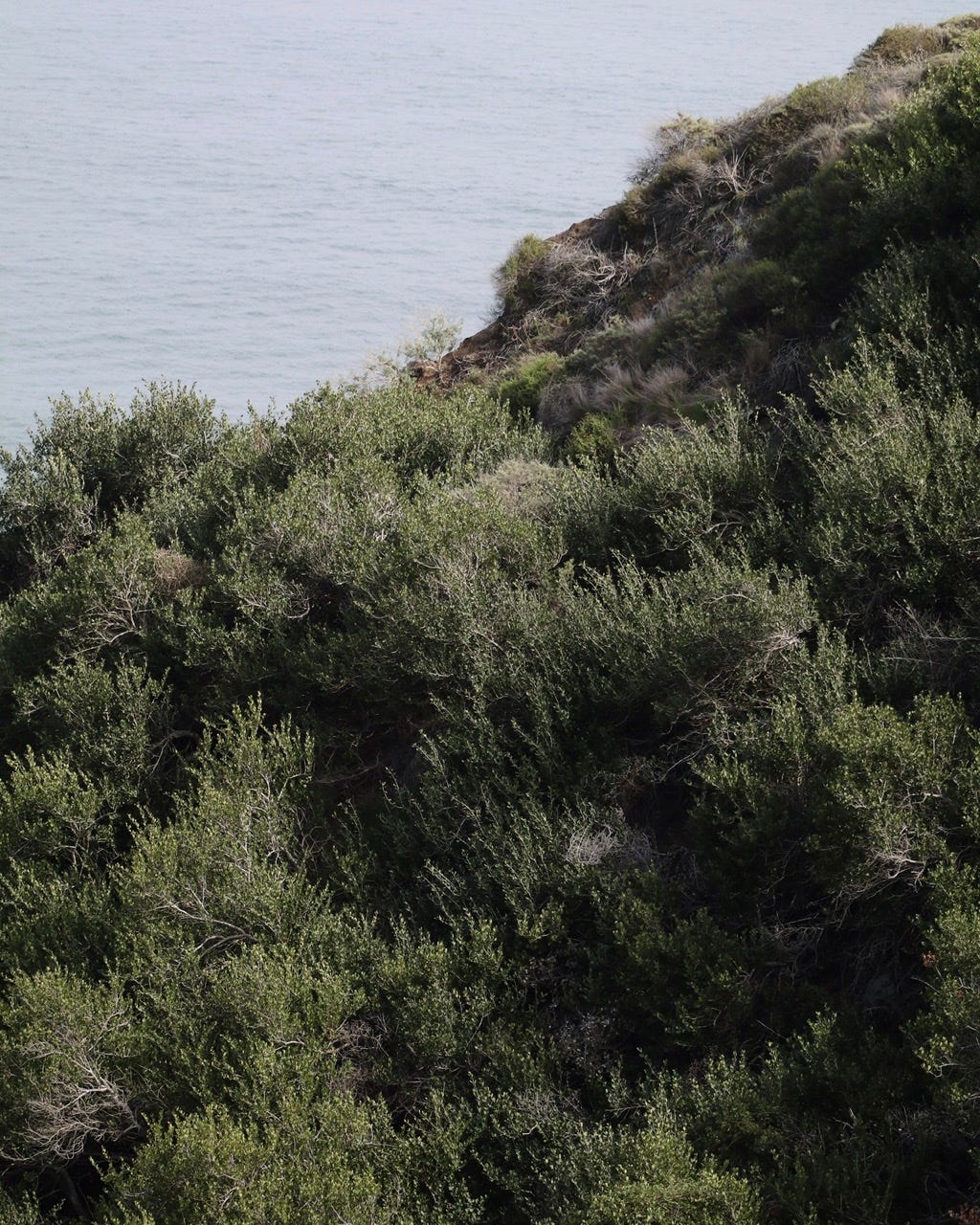 #39: Scrubland - by Stefania Culafic - Observations