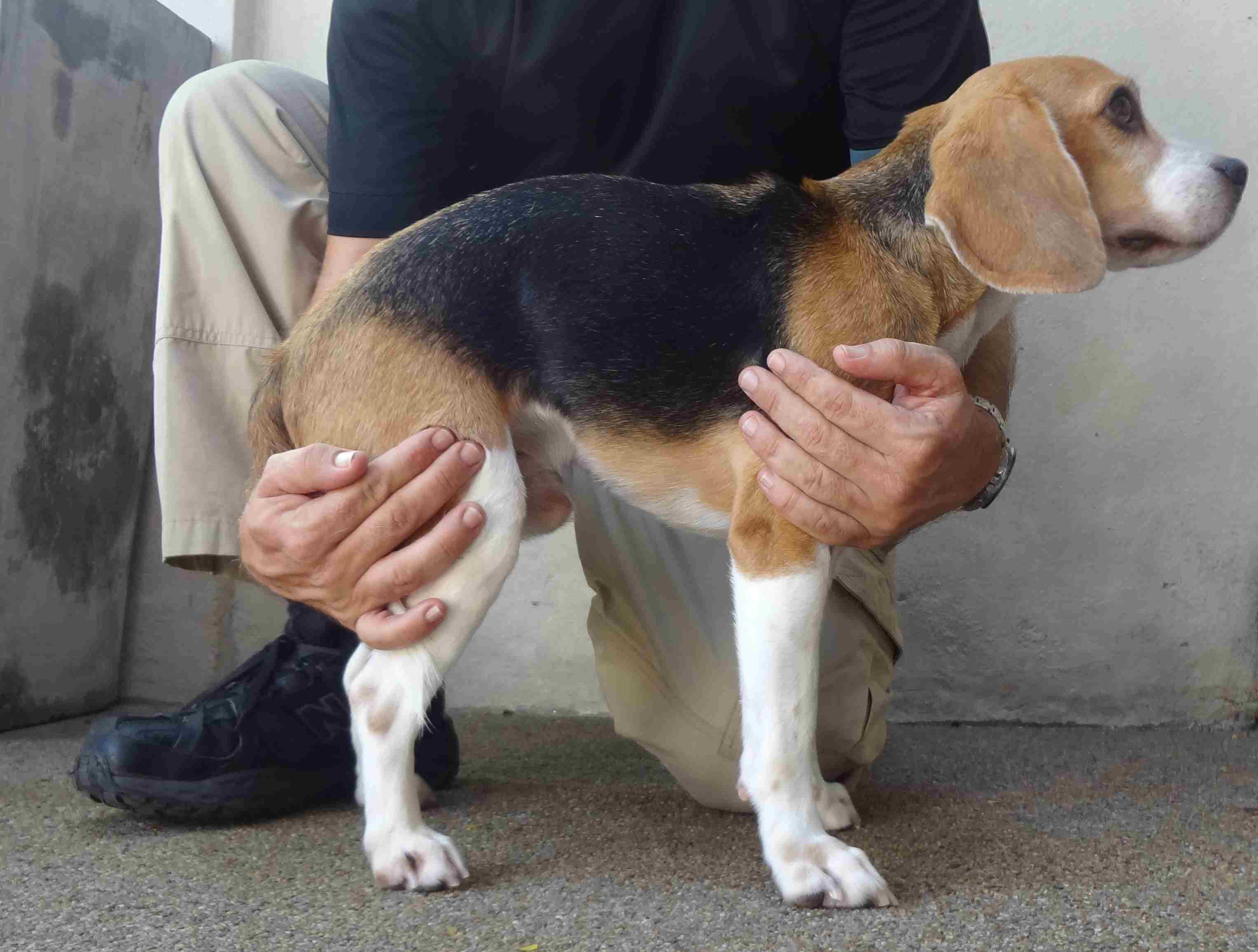 HOW TO LIFT A DOG - by Vox Canibus - Vox’s Newsletter