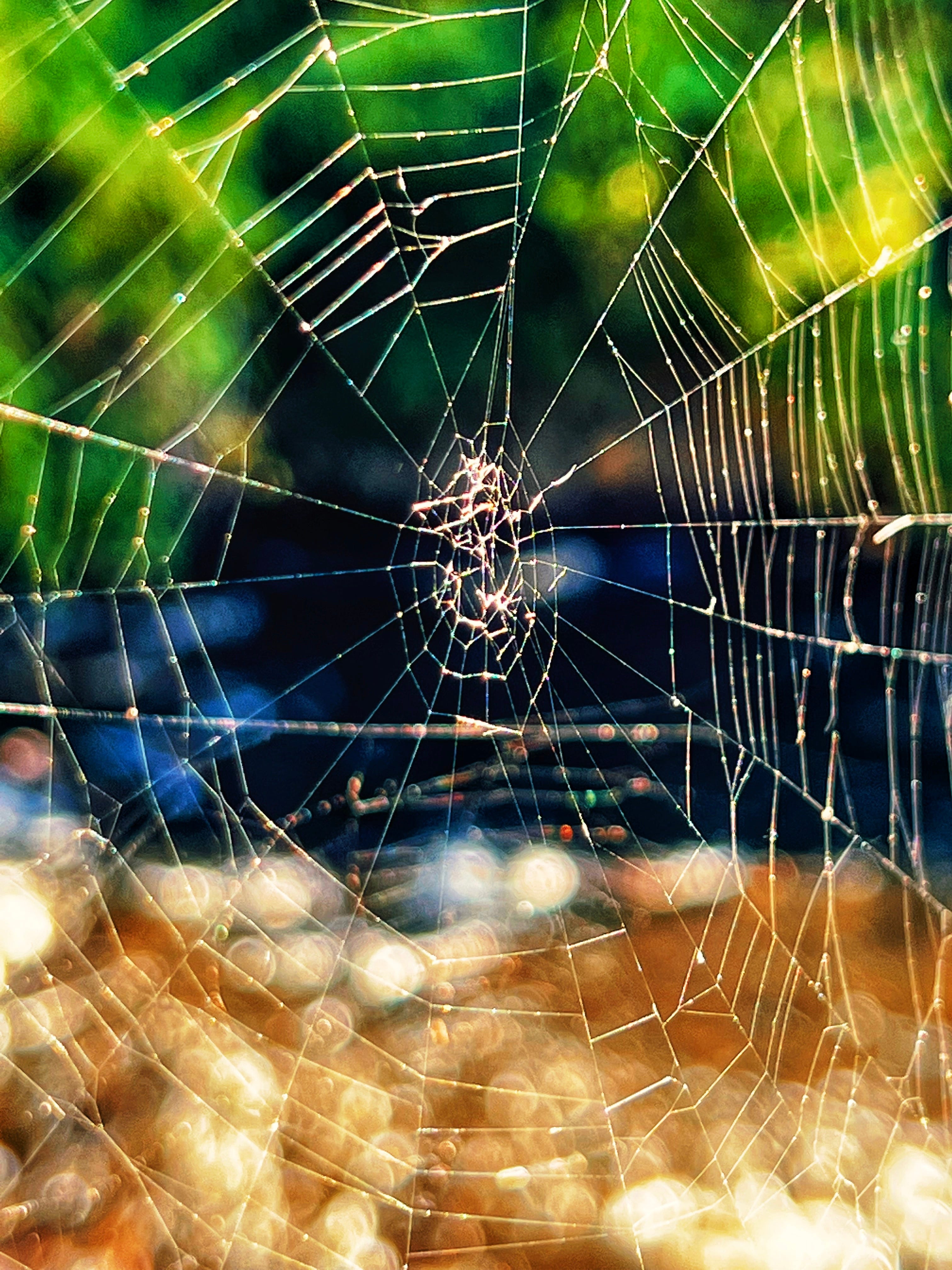 Spidey Sense - by Sheila Moeschen - Humor Saves!