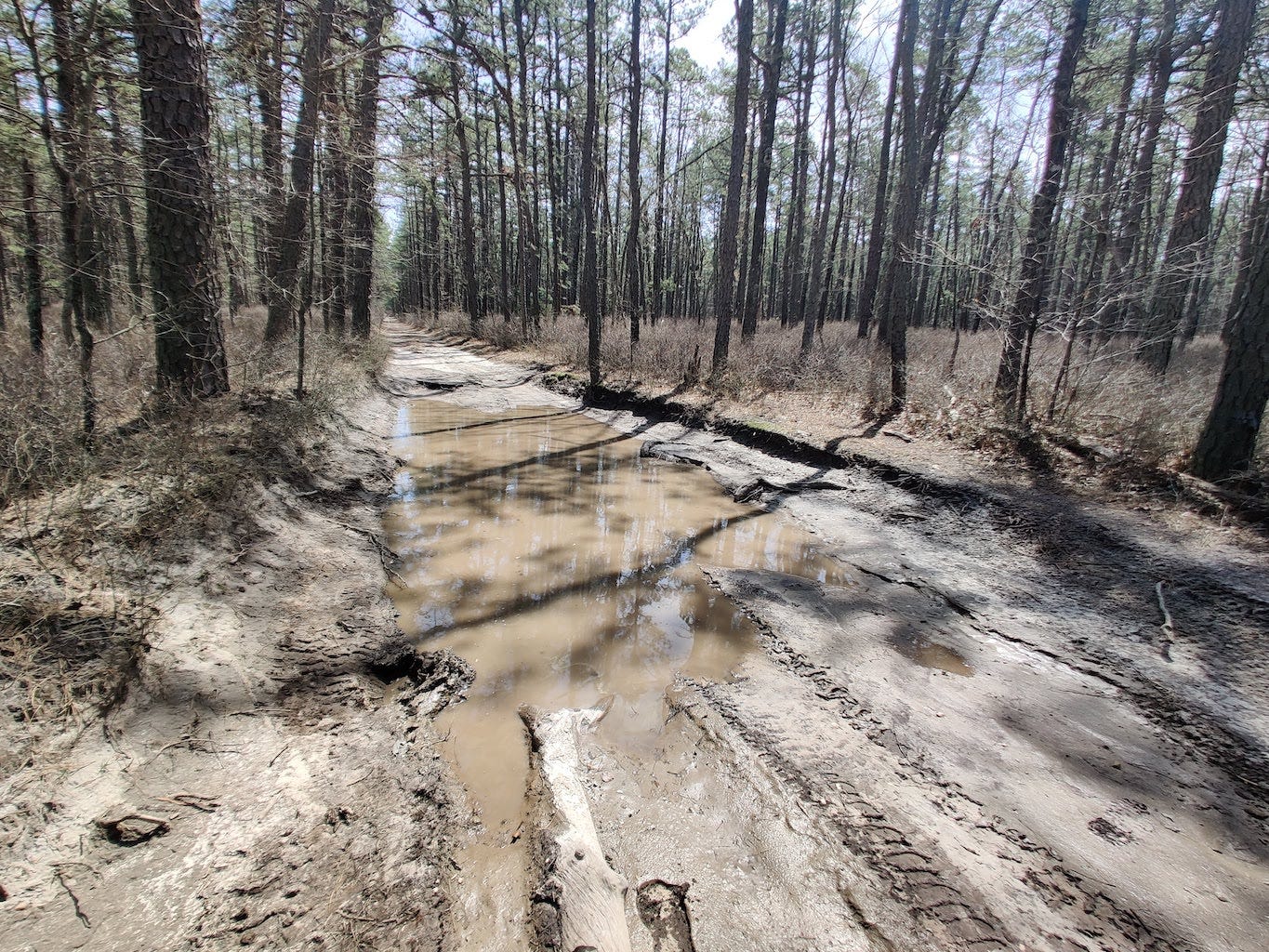 Nearly Pining for the Fjords while Fording in the Pines