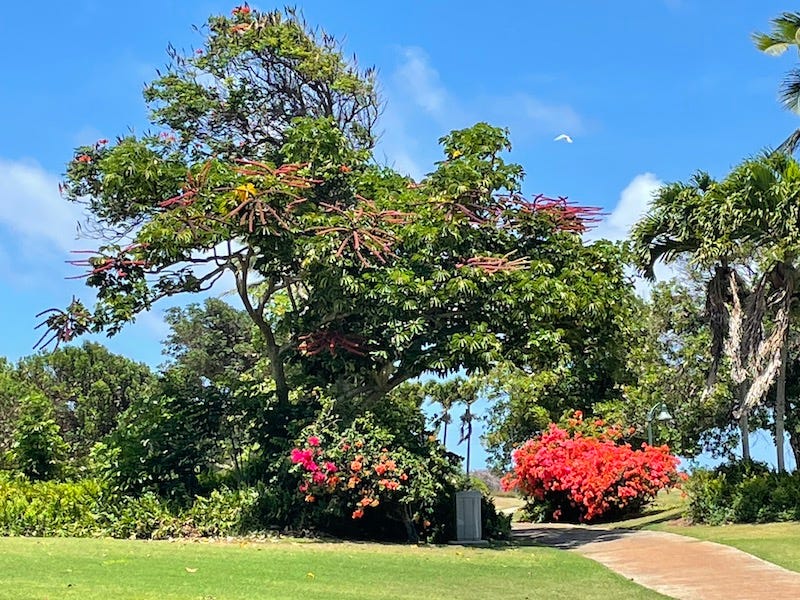 Hawaii's Flowering Trees - by Greg Patent