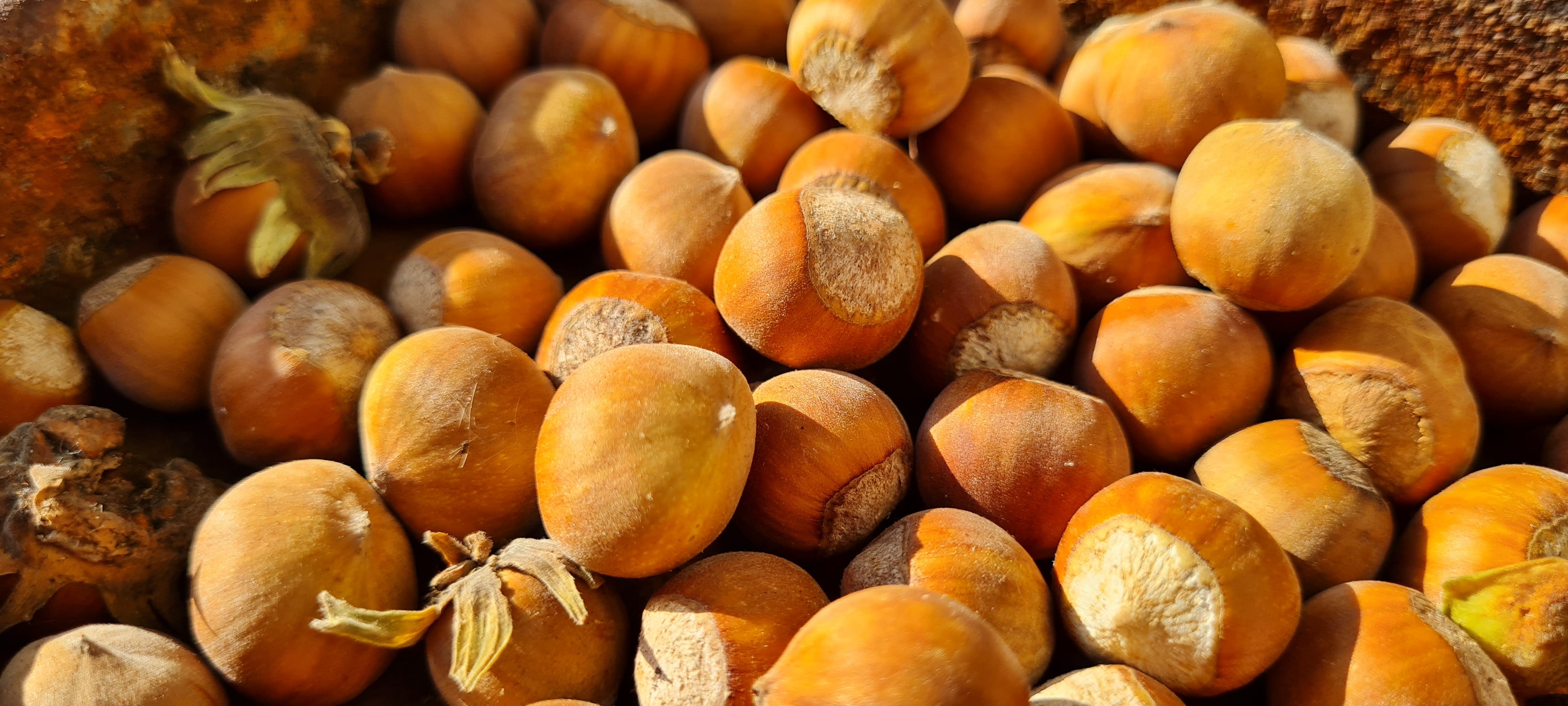 Hazelnuts from the Garden - by Arjan Tupan - trpplffct