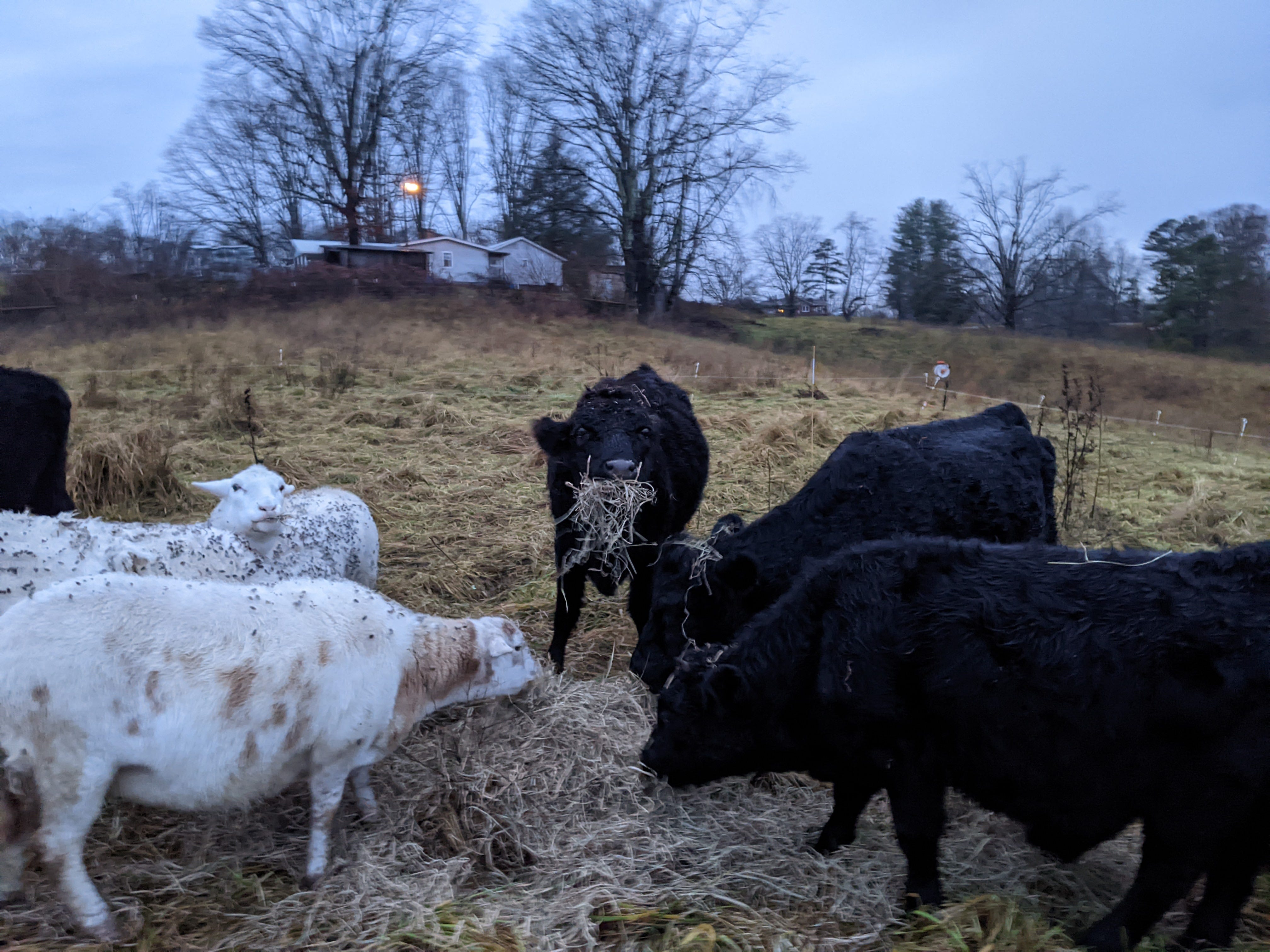 Bright Eyed And Fluffy Tailed - by AC Shilton