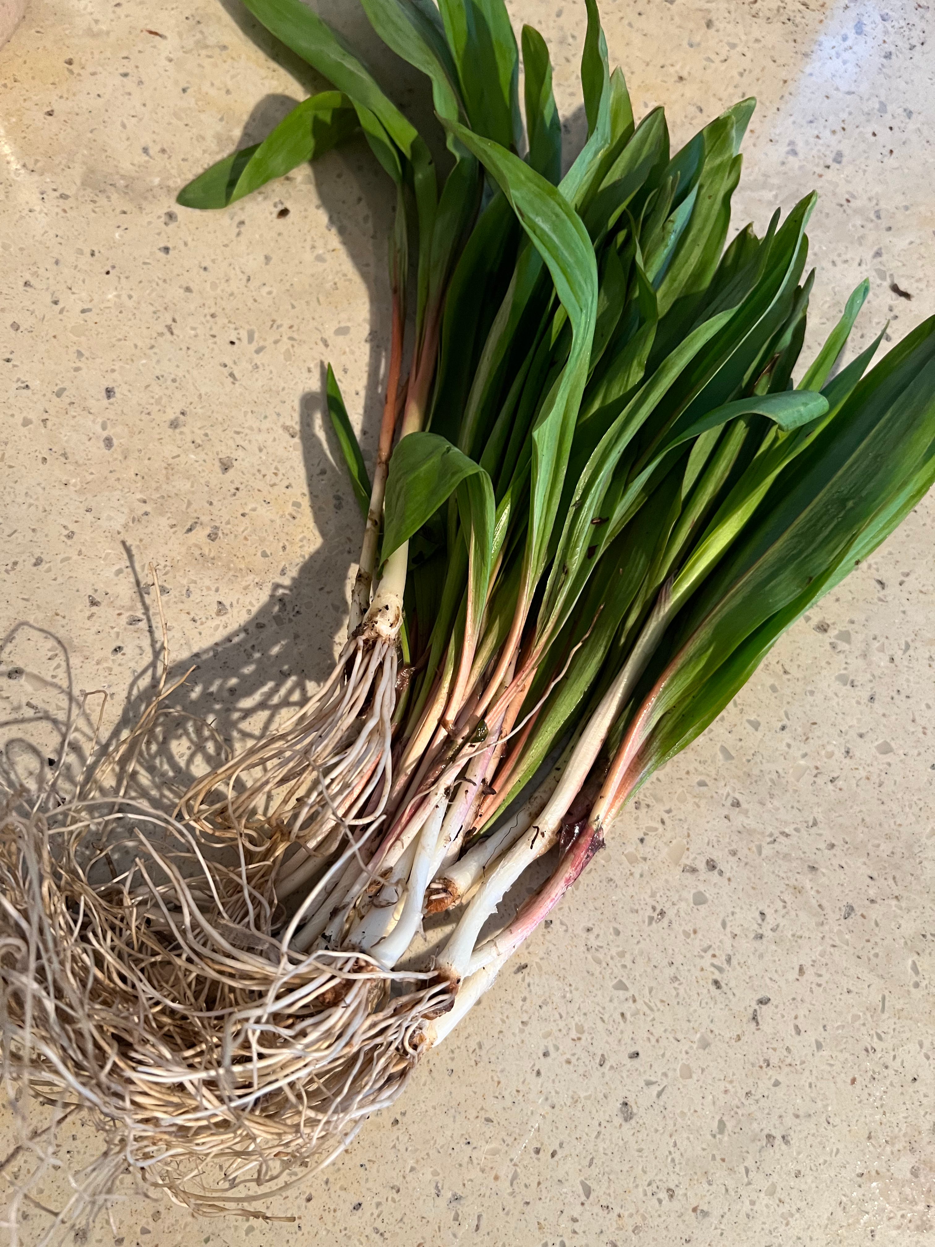 On Ramps: Spring Has Arrived at the Market in the Form of Wild Alliums