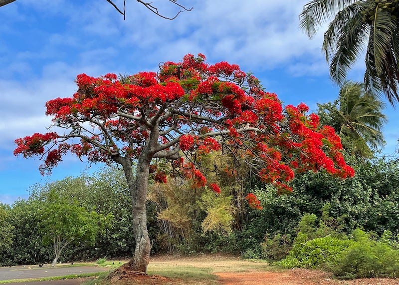 Hawaii's Flowering Trees - by Greg Patent