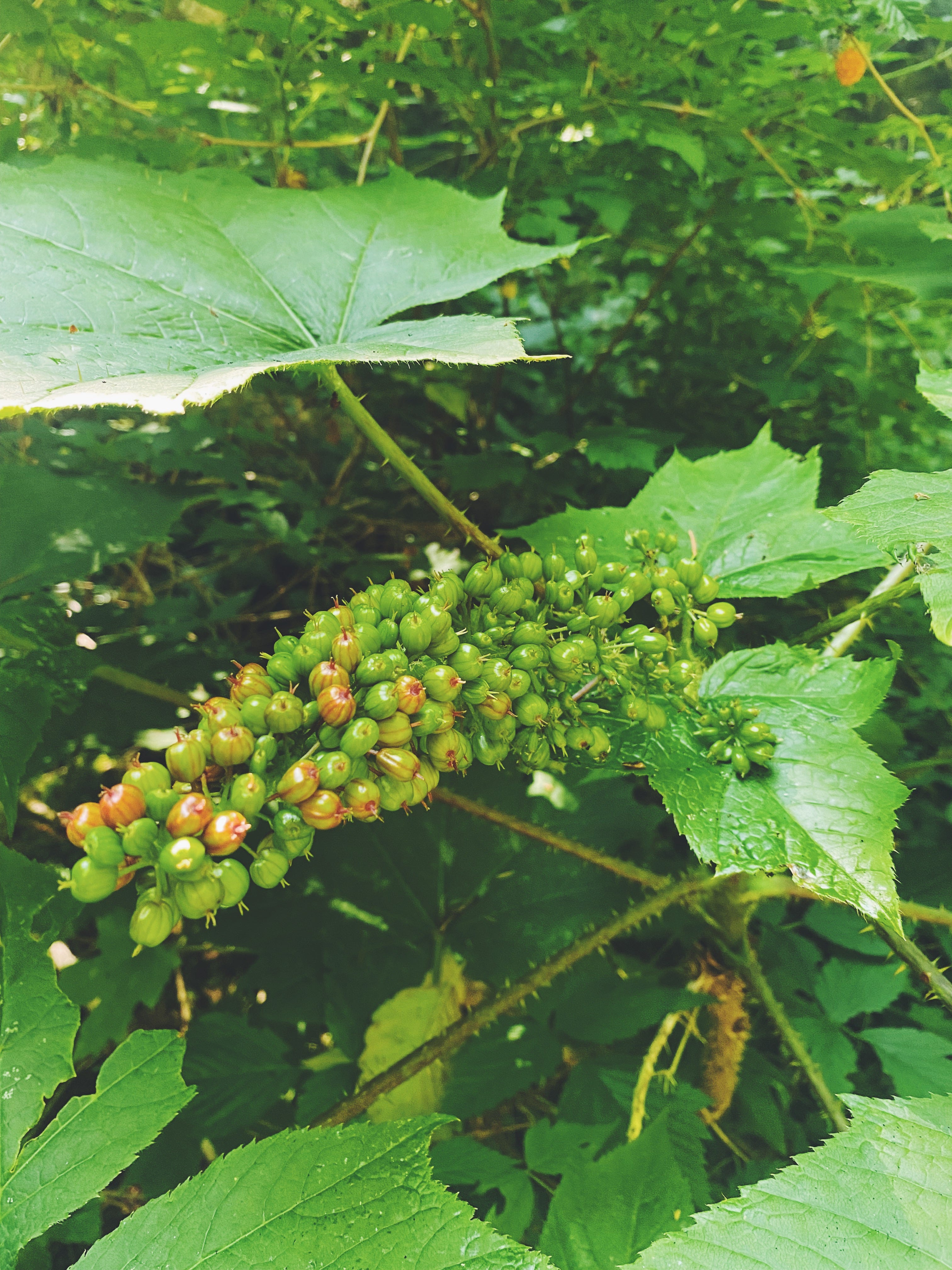 Devil's Club (sḱaəkač): The Alchemist - by rose dè danann