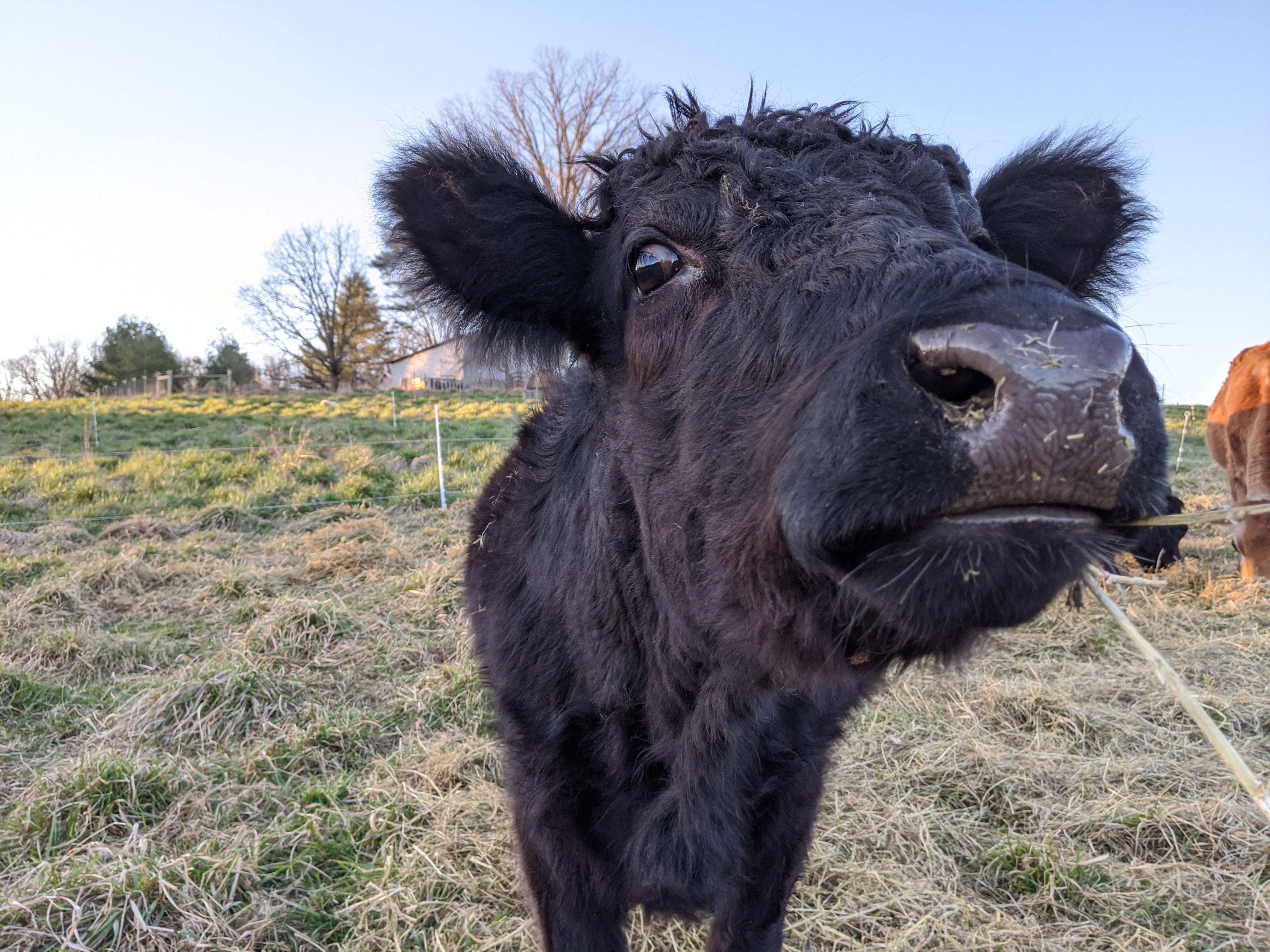 A Whole Mooo-d - by AC Shilton - AffirmationChickens