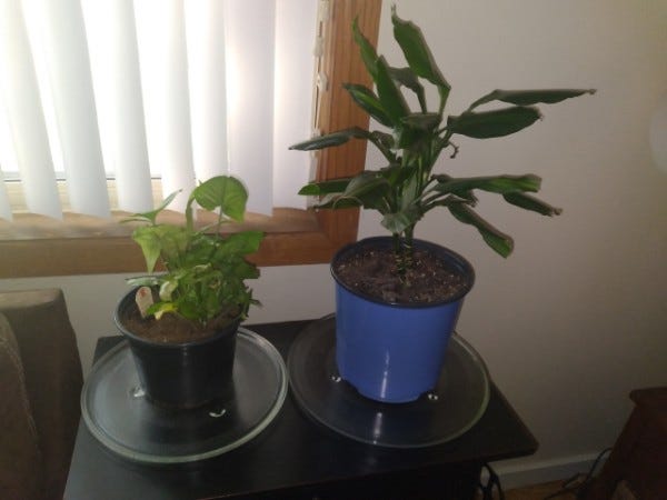 3 ways to recycle microwave glass plates