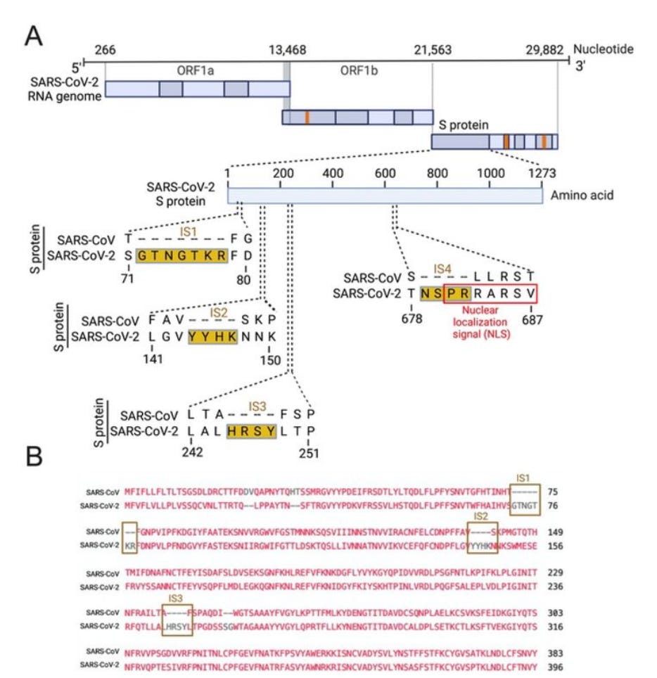 Nuclear Localization Sequence Potentially Found In Wuhan Hu 1 Version Of Sars Cov 2 Glycoprotein
