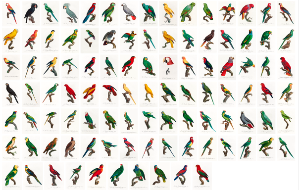 The Lost Parrots of Paris - by Barefoot Parrots Island