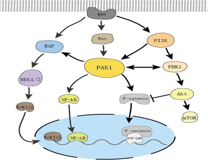 Therapeutics and repurposed drugs for the treatment of cancer
