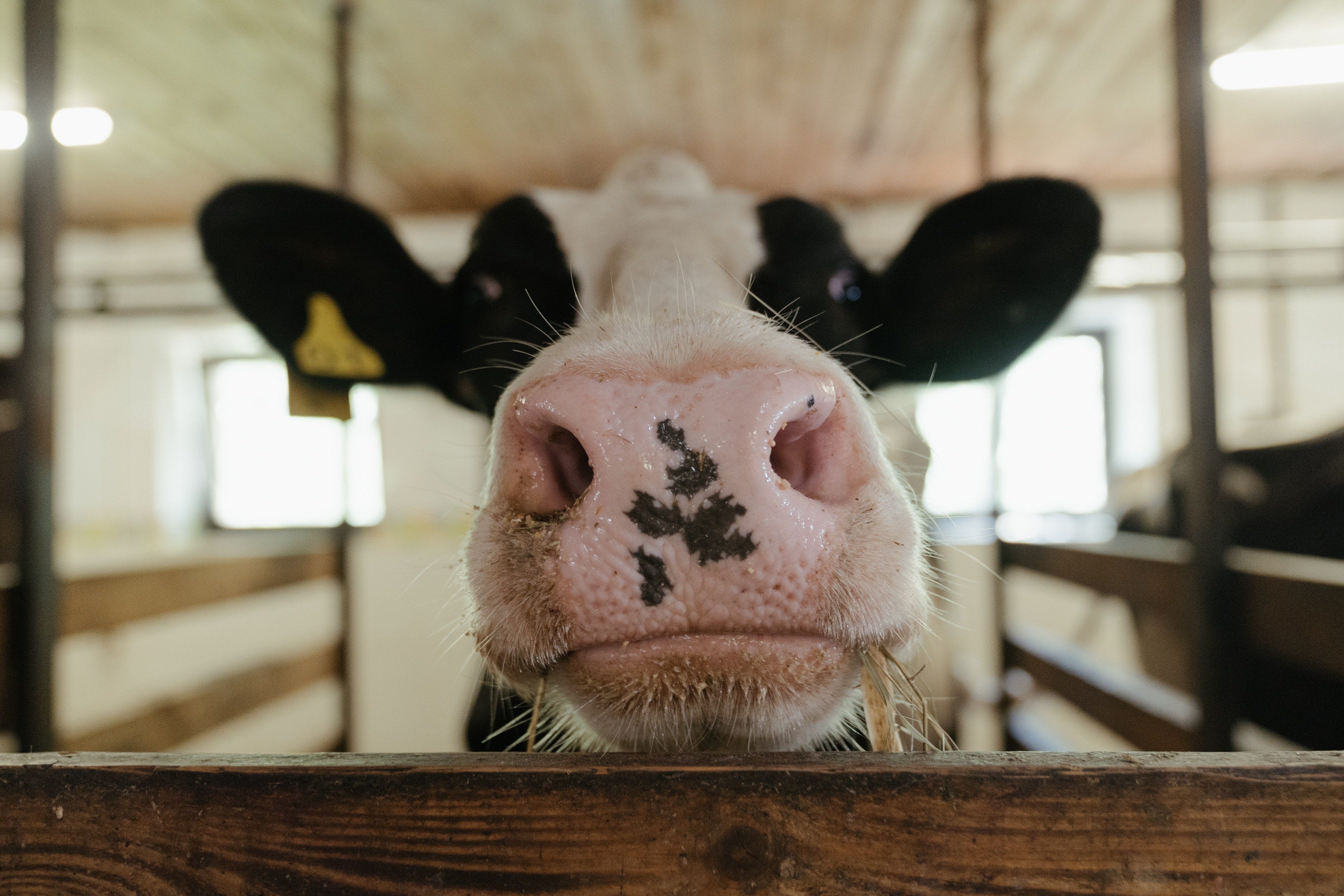 🐄 Cows can help save our planet. Here's how!