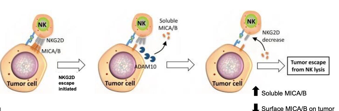 CAR-NK cells - by Dr Shilpi - Science Xplained